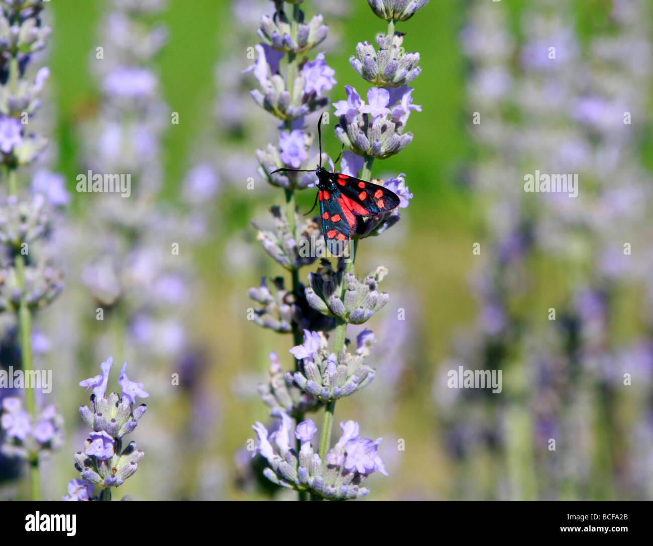 Six spot burnet butterfly hi-res stock photography and images - Alamy