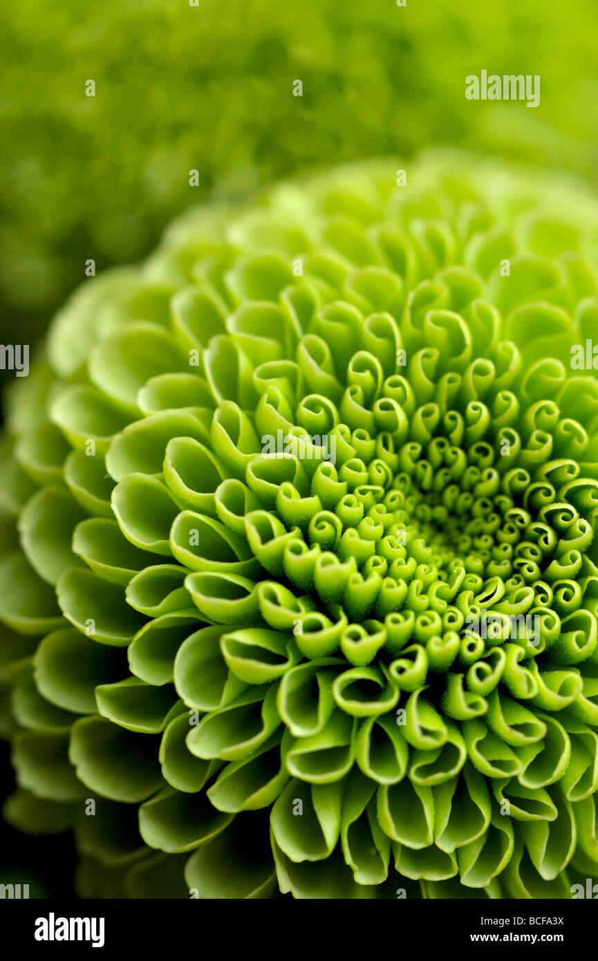Green flower close-up, abstract background Stock Photo - Alamy