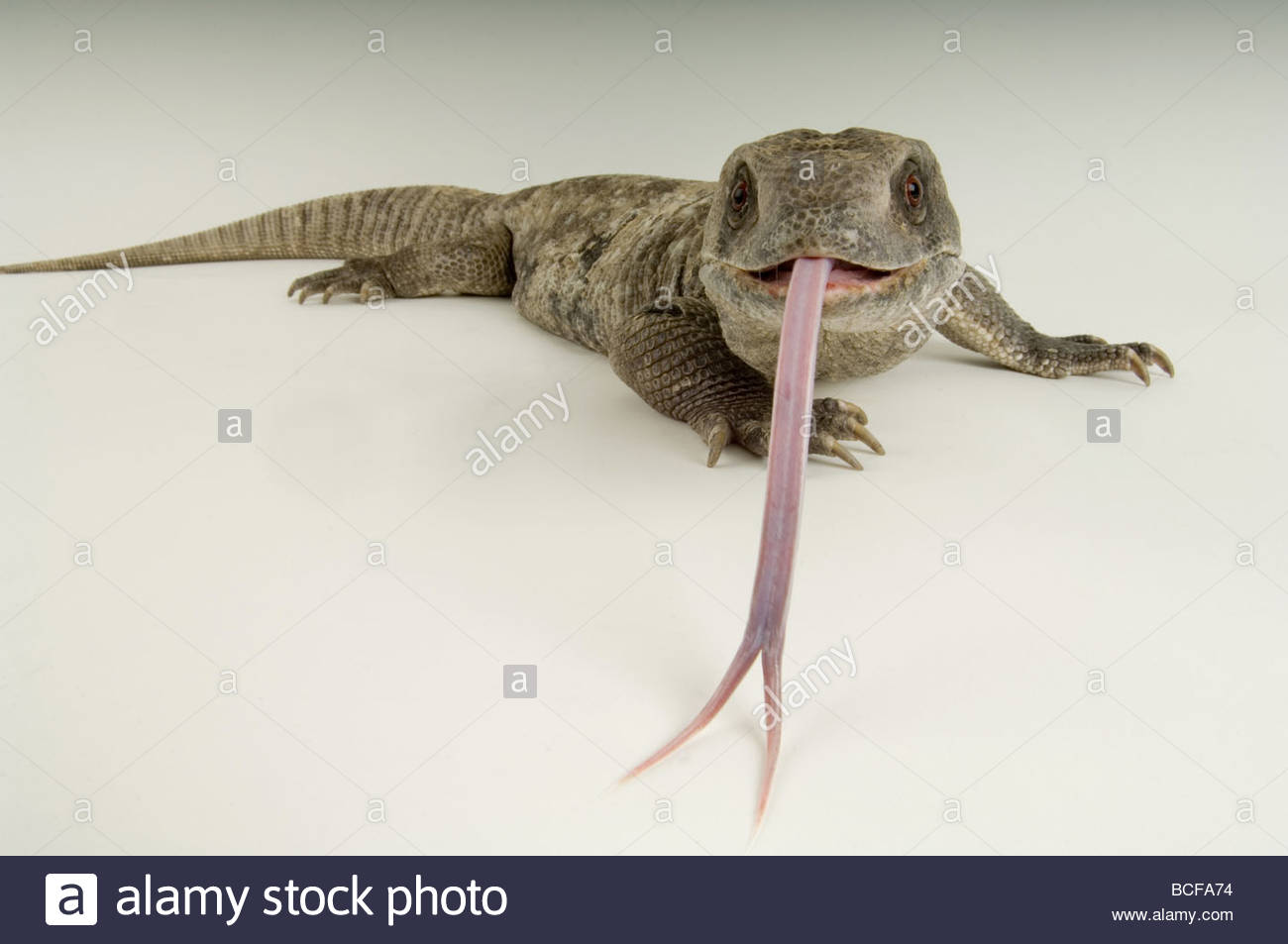 Varanus Exanthematicus Stock Photos & Varanus Exanthematicus Stock ...