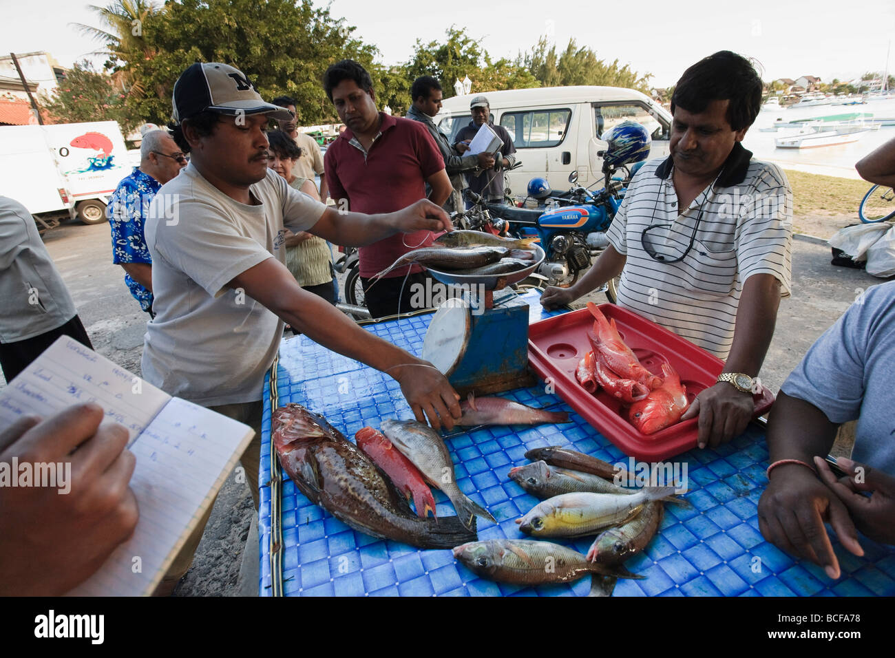 Mauritius Tropical Fish Stock Photos & Mauritius Tropical Fish Stock ...