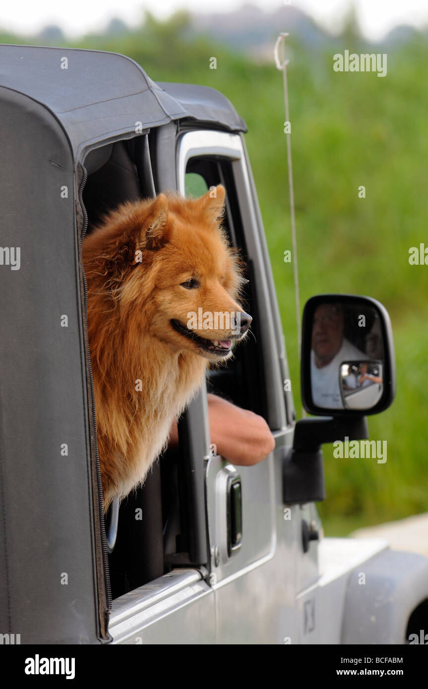 Rust color dog looking out window of Jeep Stock Photo - Alamy