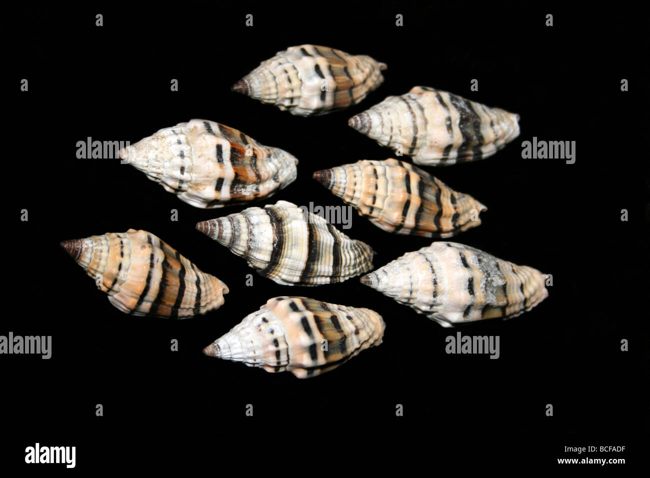 Little Fox Mitre Shells Vexillum vulpecula Stock Photo - Alamy