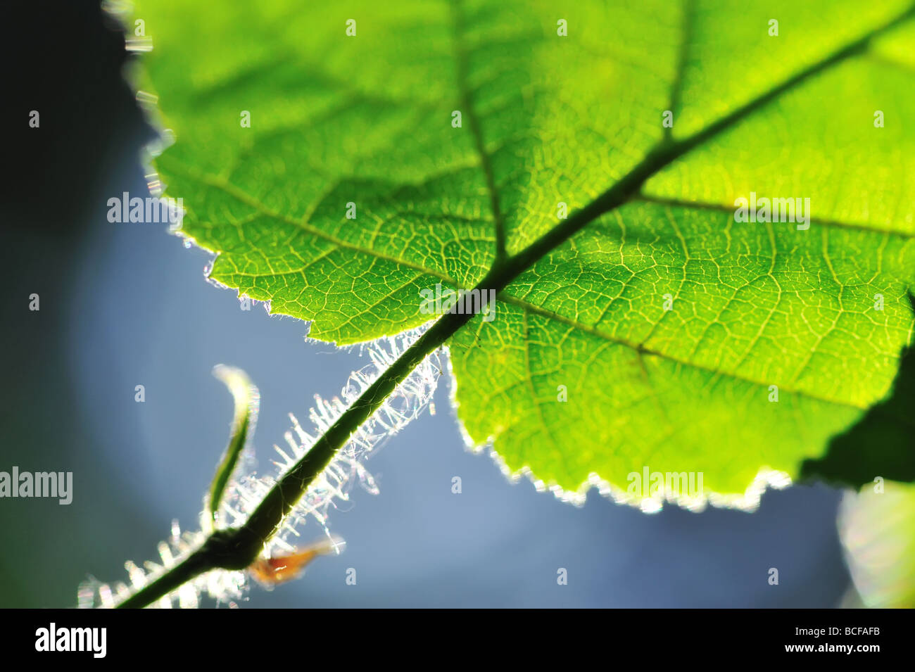 Green leaf in a sunlight Stock Photo - Alamy