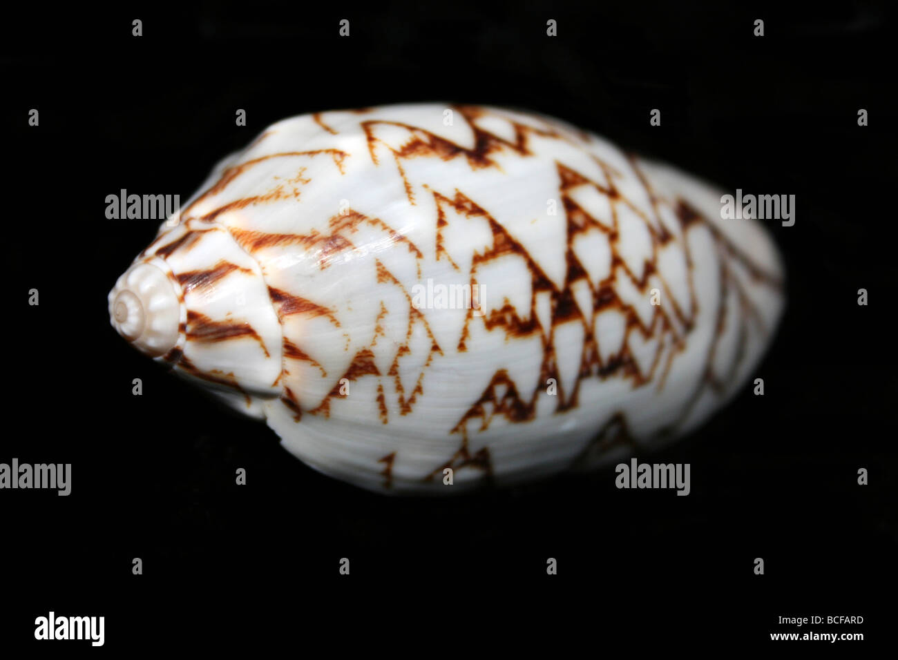 Volute snail hi-res stock photography and images - Alamy