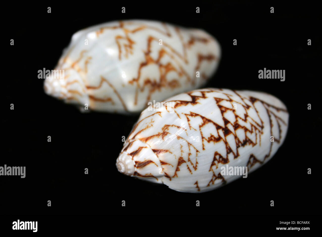 Volute Bat Shells Cymbiola Vespertilio Stock Photo - Alamy