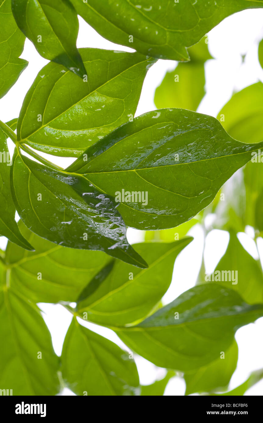 Fresh green eaves in forest Stock Photo - Alamy