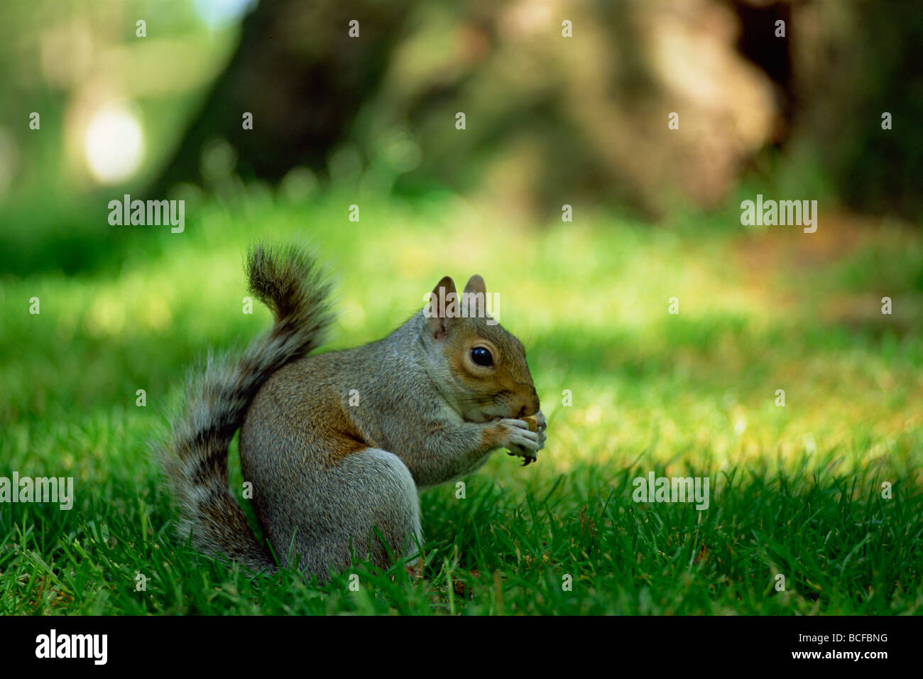 St james london squirrel hi-res stock photography and images - Alamy