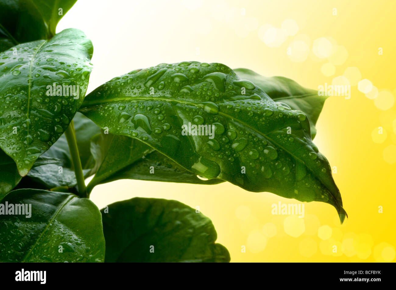 Fresh green eaves in forest Stock Photo - Alamy