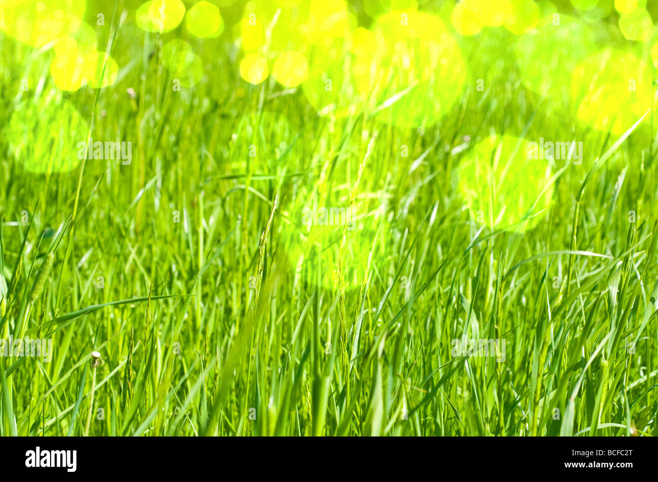 Closeup of the green grass Stock Photo - Alamy
