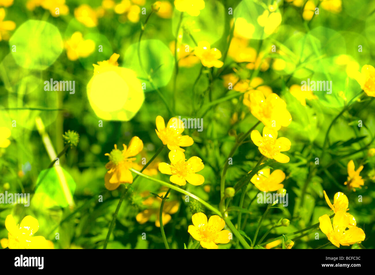 field of buttercups shot from low down with defocused background Stock ...