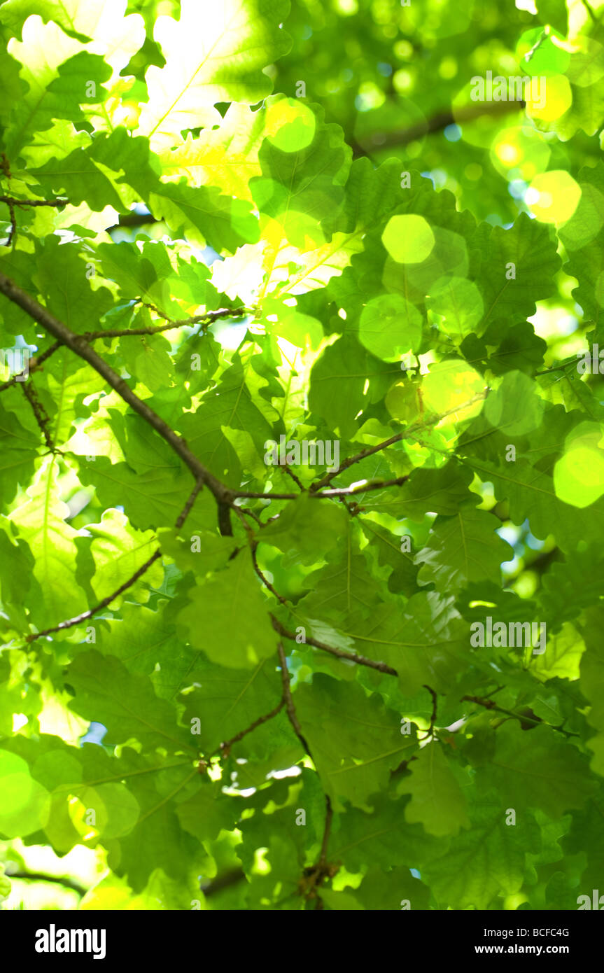 Fresh green eaves in forest Stock Photo - Alamy