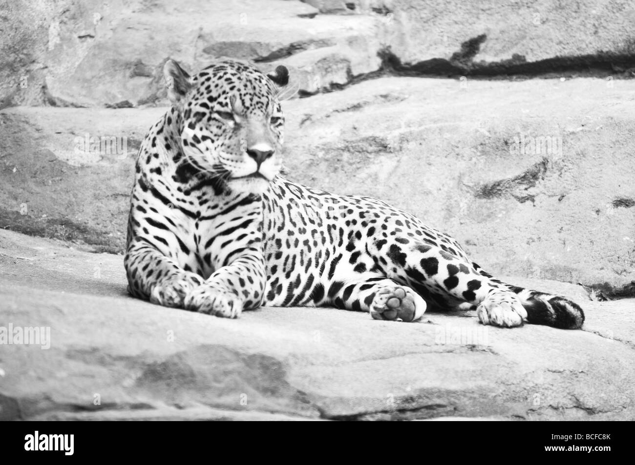 beautiful body of young leopard Stock Photo - Alamy