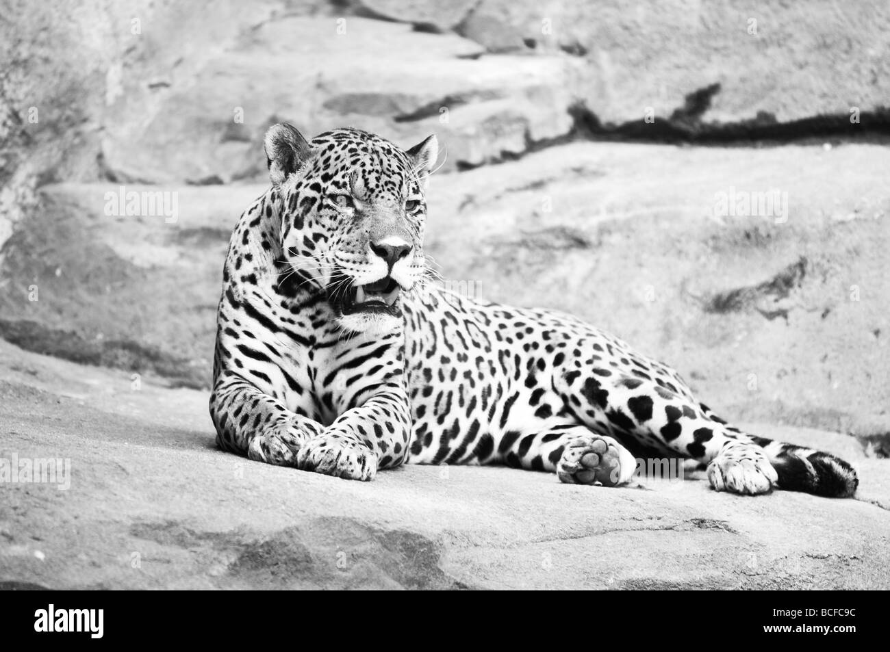 beautiful body of young leopard Stock Photo - Alamy