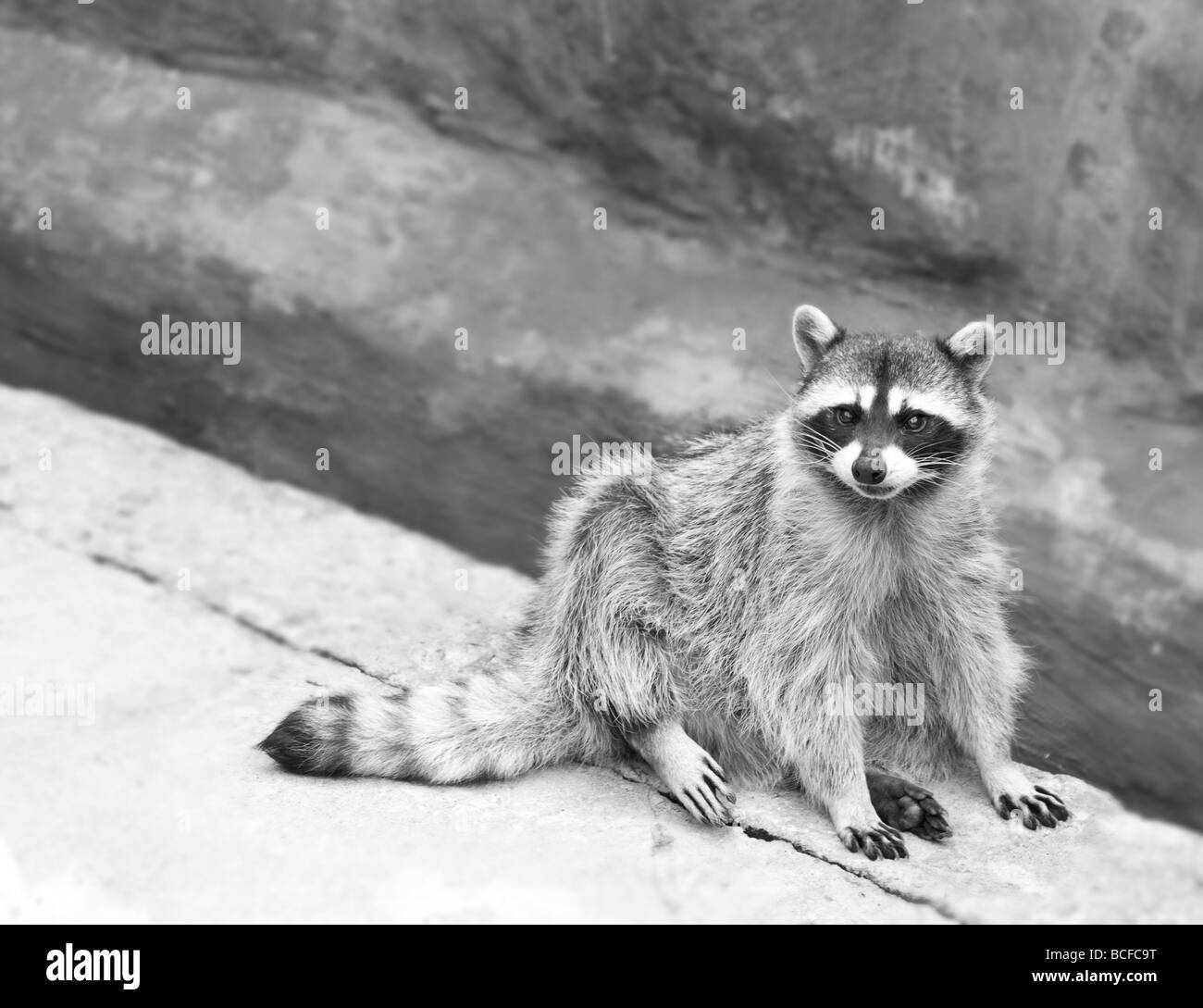Raccoon animal Black and White Stock Photos & Images - Alamy