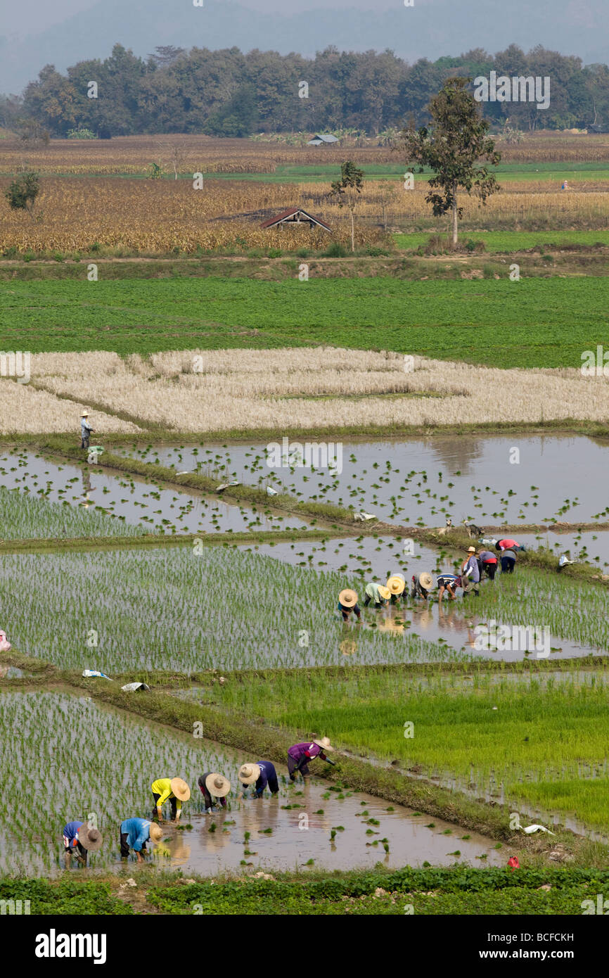 Thailand, Chiang Mai, Rice Planting Stock Photo - Alamy