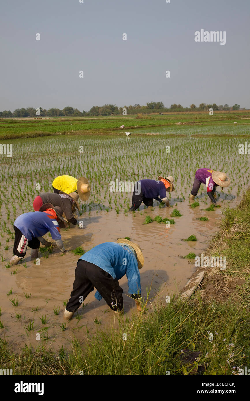Thailand, Chiang Mai, Rice Planting Stock Photo - Alamy