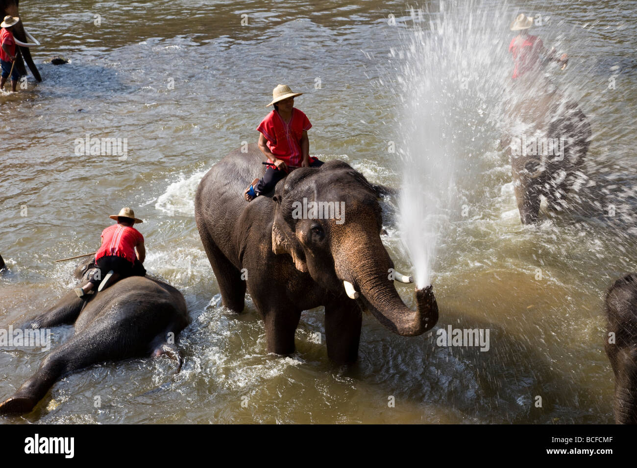 Thailand, Chiang Mai, Elephant Camp, Elephants Bathing Stock Photo - Alamy