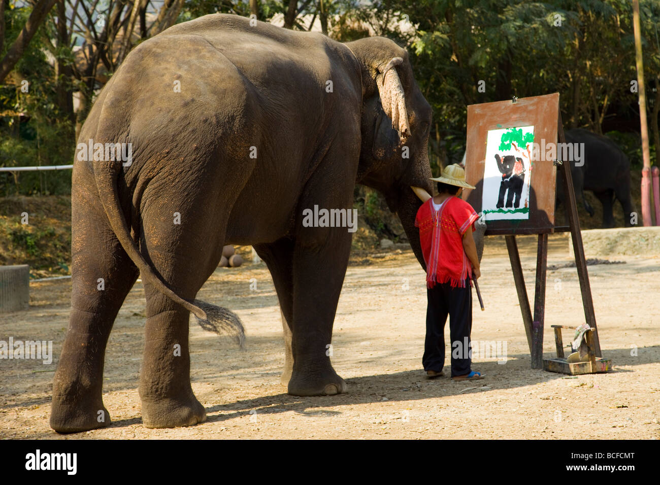 Thailand, Chiang Mai, Elephant Camp, Elephant Show, Elephant Painting ...