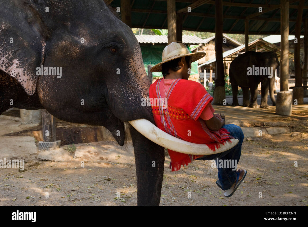 Elephant trainer hi-res stock photography and images - Alamy