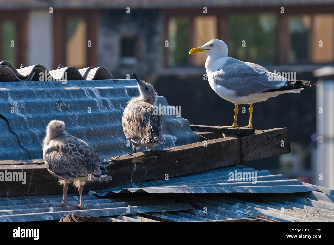 Turkey , Istanbul , seagull guards its young chicks or fledgling on ...
