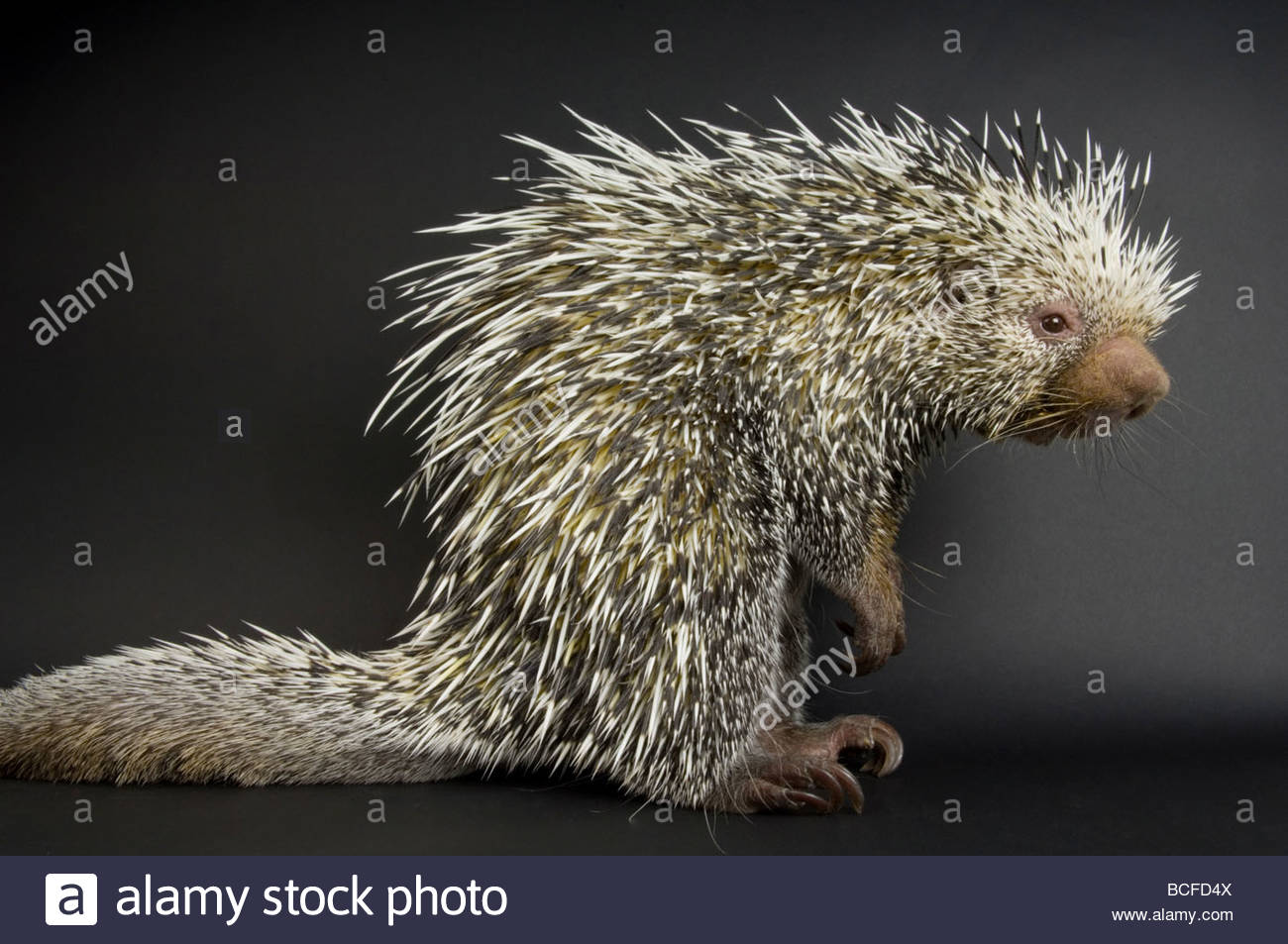 Prehensilis High Resolution Stock Photography and Images - Alamy