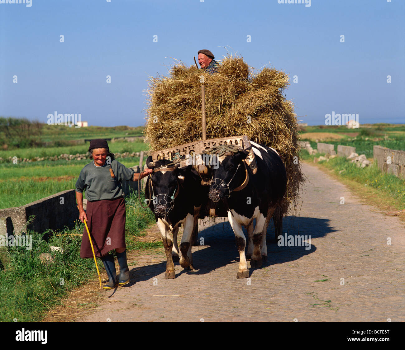 Cows pulling cart hi-res stock photography and images - Alamy