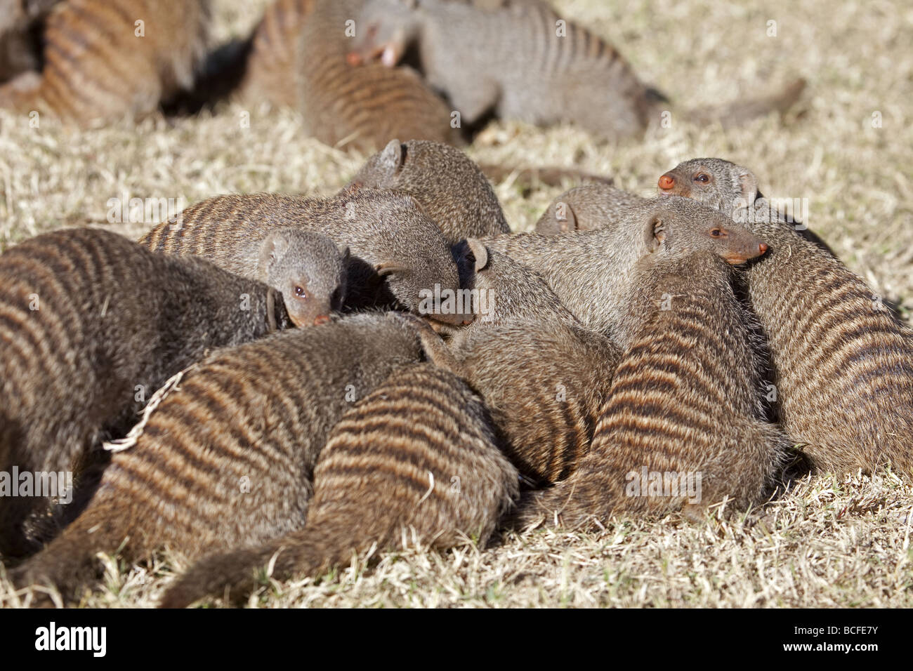 A family of Banded Mongooses interacting with each other Stock Photo ...