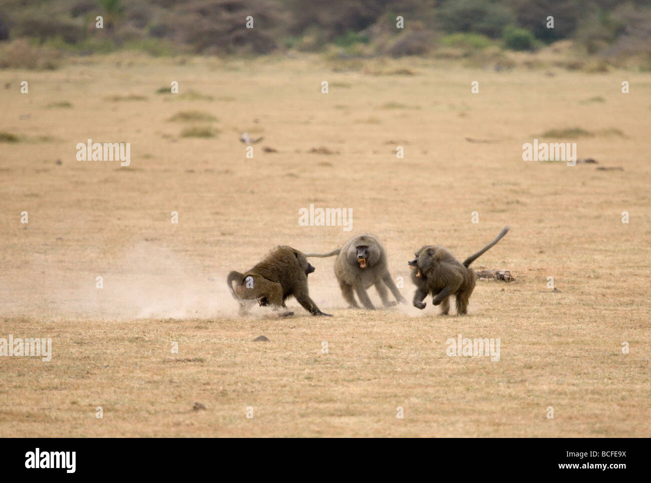 Papio Sp High Resolution Stock Photography and Images - Alamy