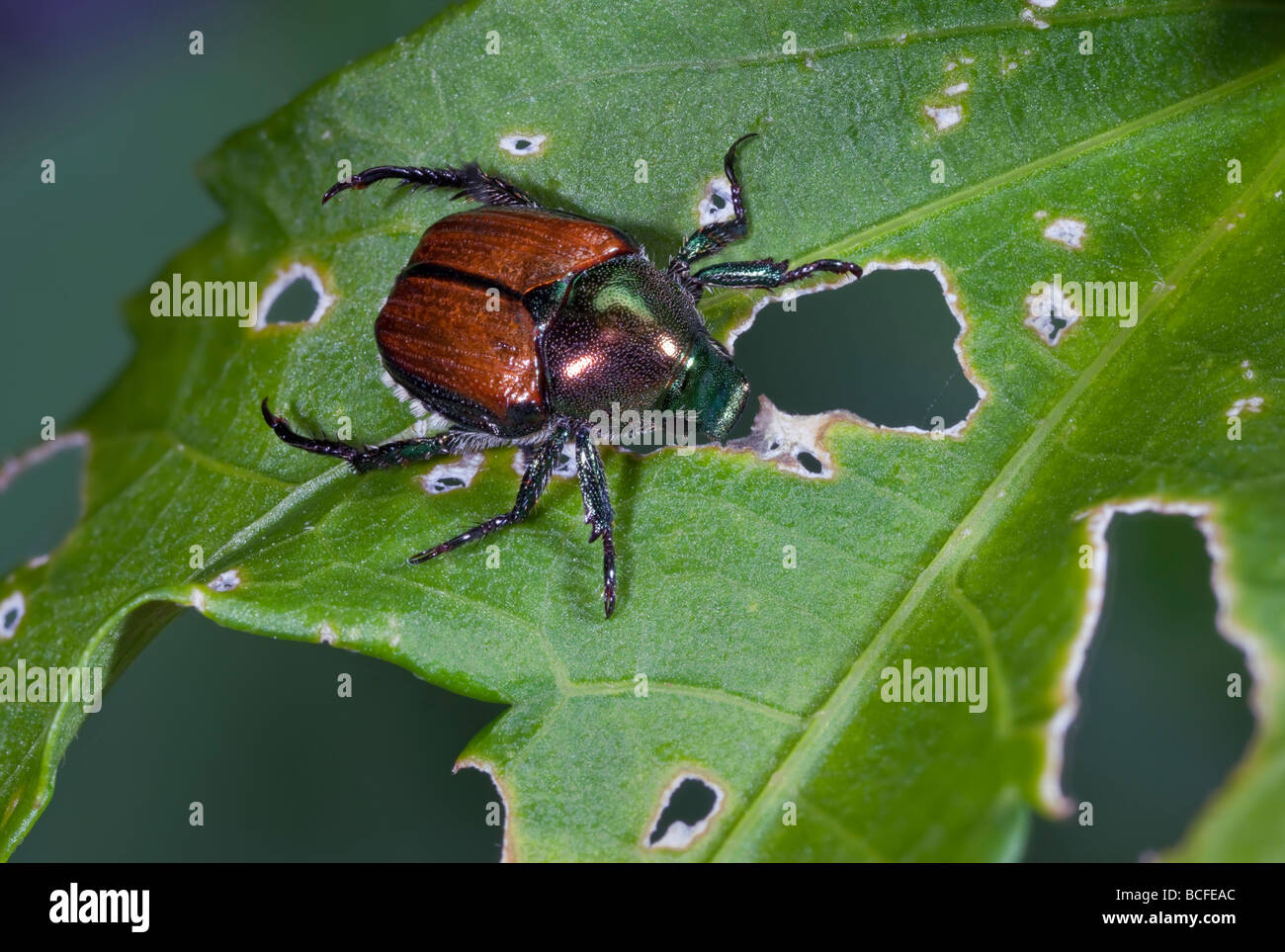 Japanese Beetle, Popillia japonica Stock Photo - Alamy