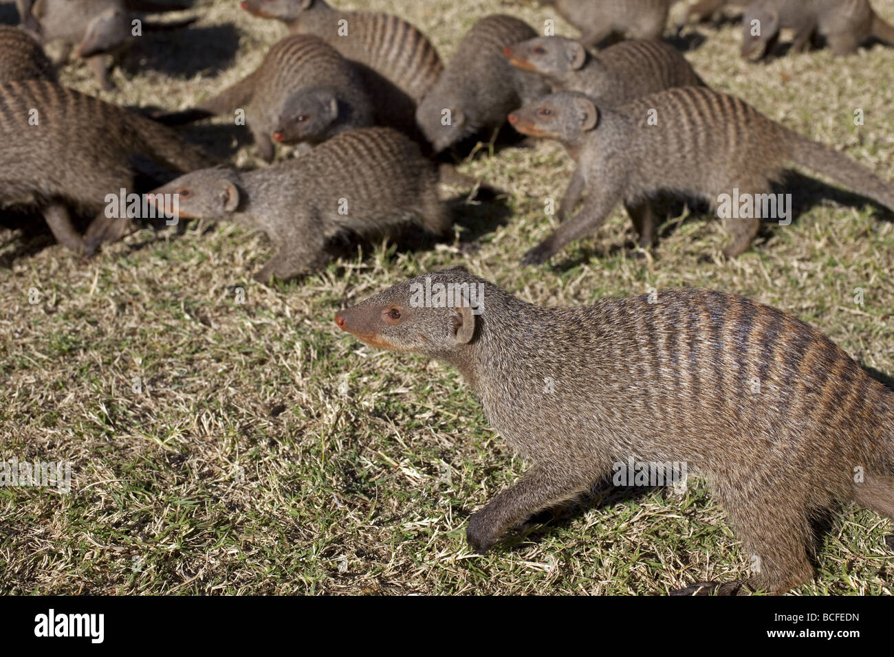 Banded Mongoose interacting Stock Photo - Alamy