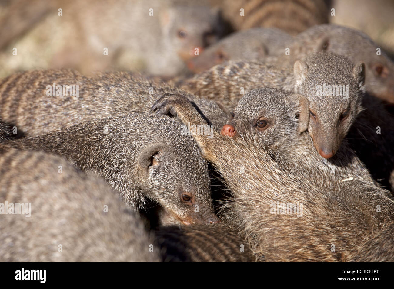 A family of Banded Mongooses interacting with each other Stock Photo ...