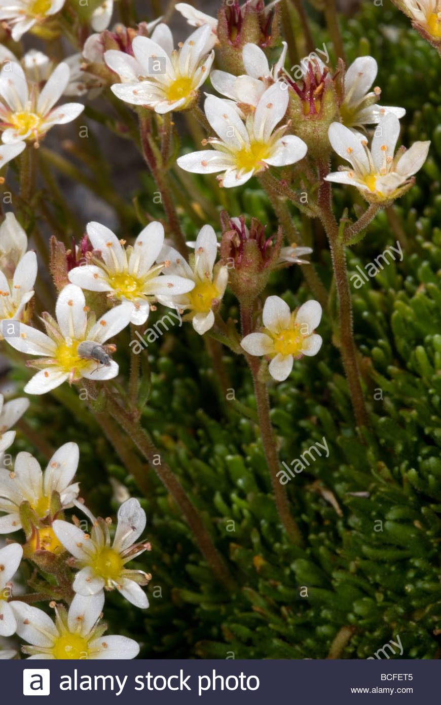 Saxifraga Moschata High Resolution Stock Photography and Images - Alamy
