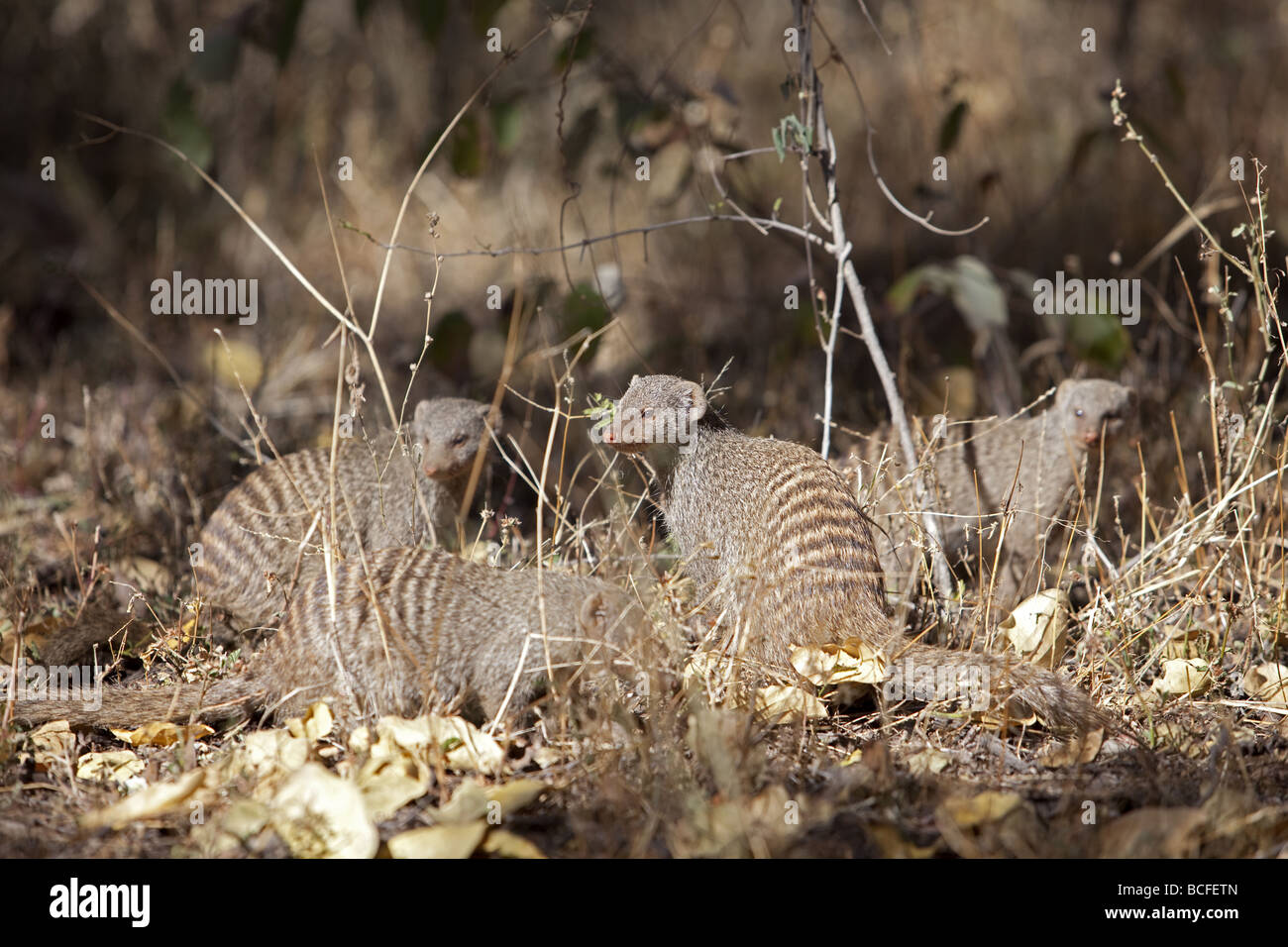 Banded mongoose foraging hi-res stock photography and images - Alamy