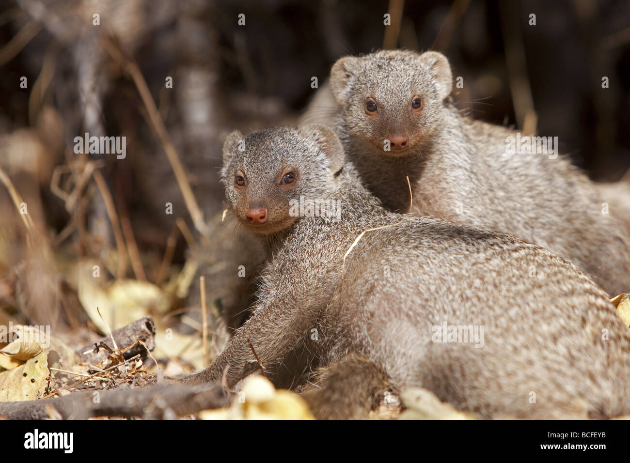 Group of Banded Mongoose enjoying the winter sunshine Stock Photo - Alamy