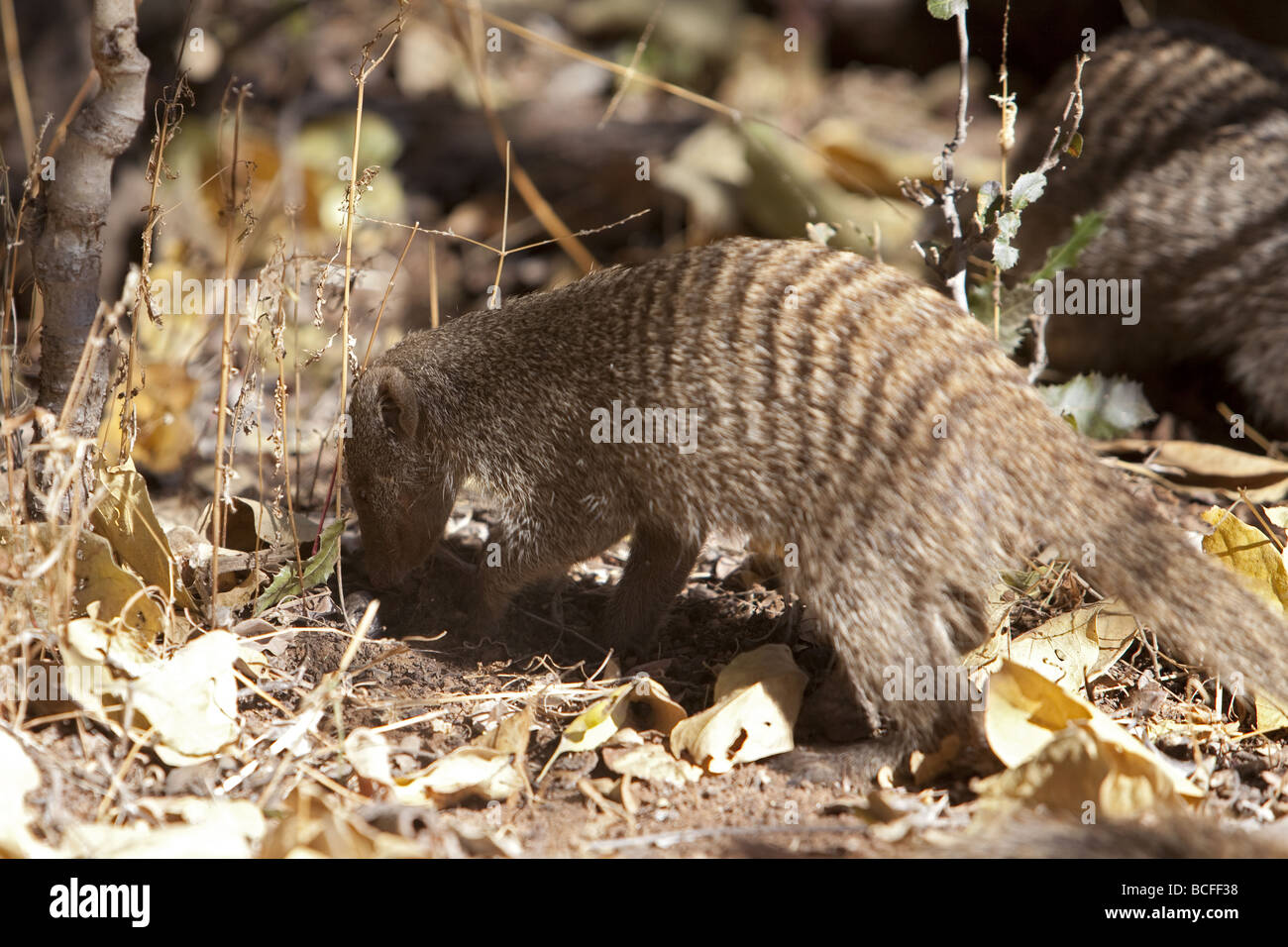 Banded mongoose foraging hi-res stock photography and images - Alamy