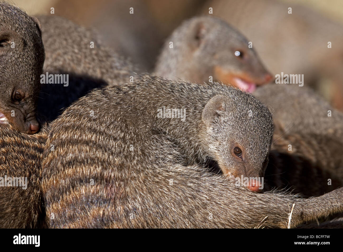 A family of Banded Mongooses interacting with each other Stock Photo ...