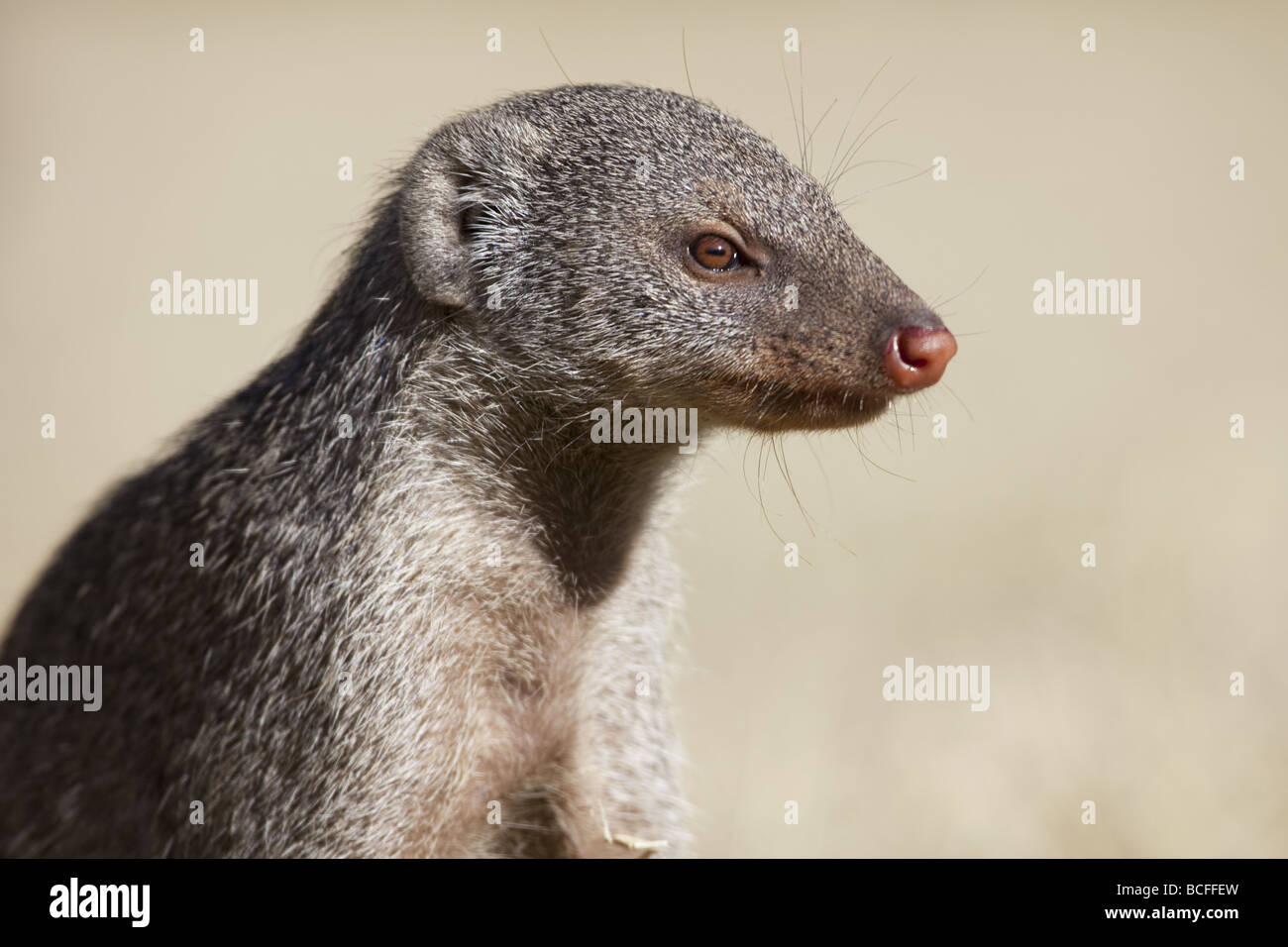 Mongoose and teeth hi-res stock photography and images - Alamy