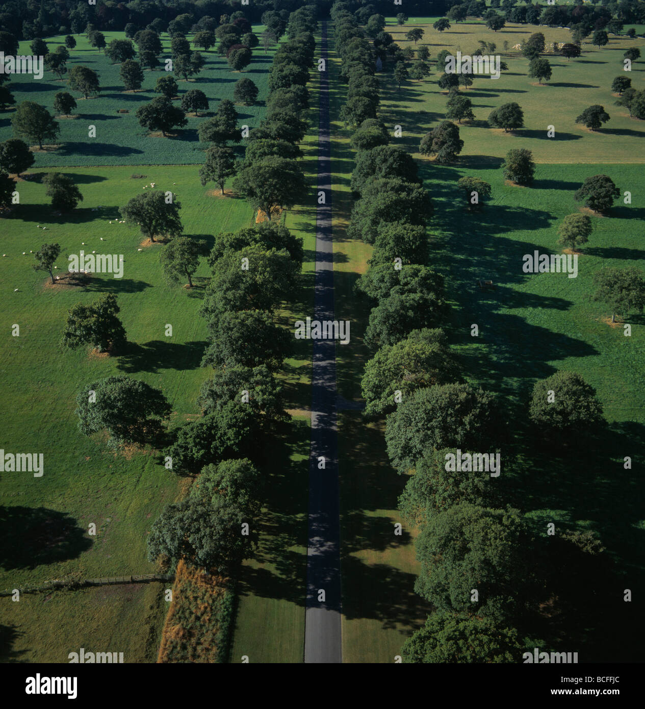 Scottish country road lined with avenue of trees aerial view Stock ...