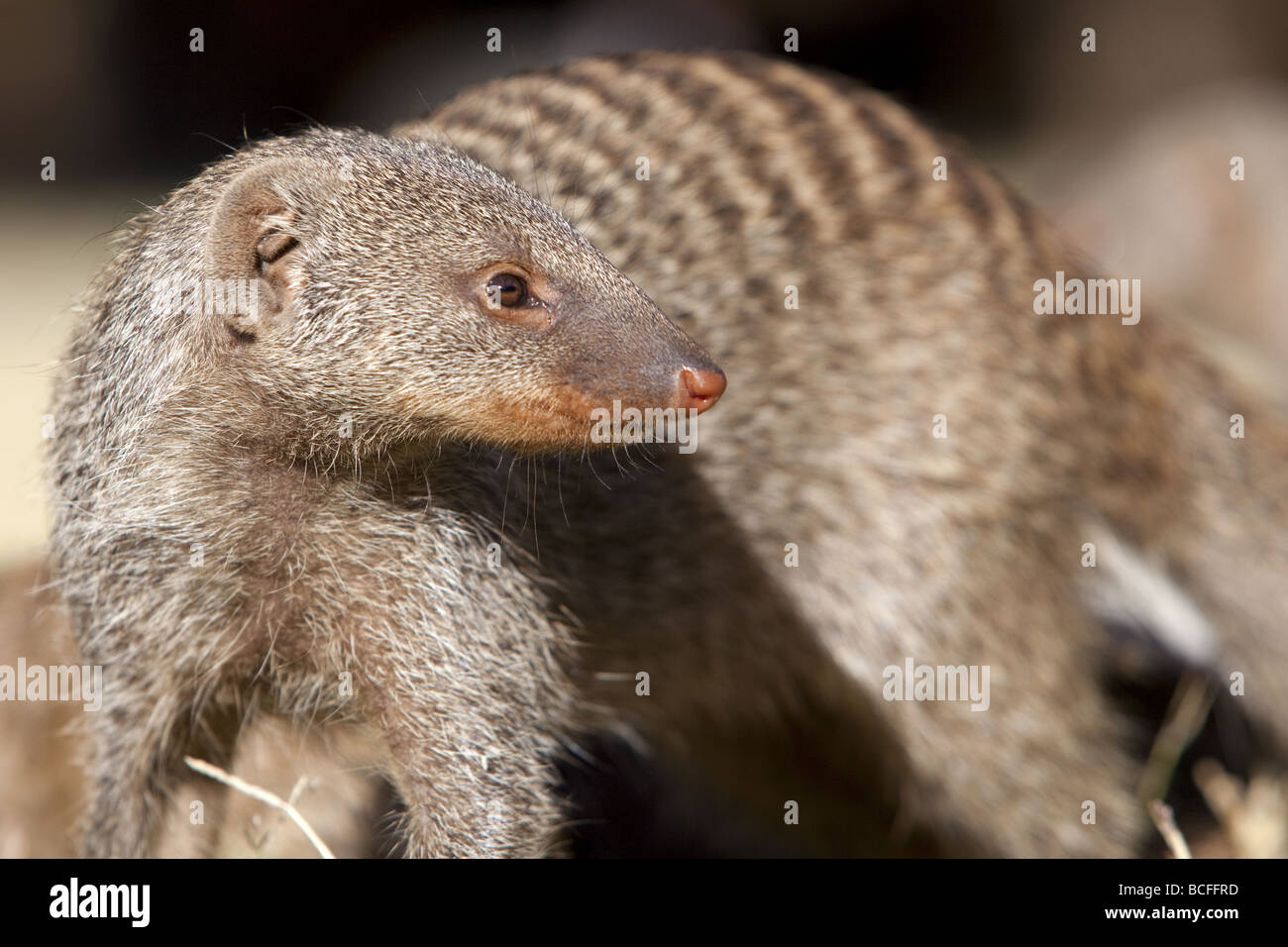 A single banded mongoose looking over its shoulder Stock Photo - Alamy