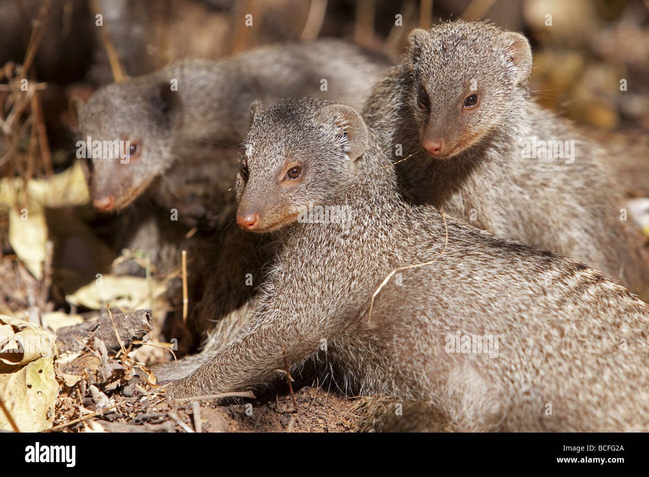 Three Banded Mongoose digging for food alerted to possible danger Stock ...