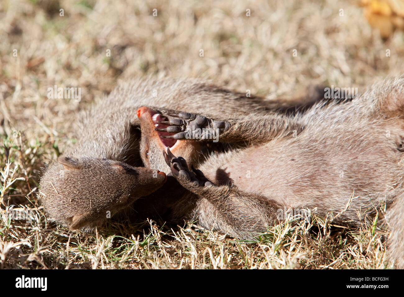 Dark paw pad hi-res stock photography and images - Alamy