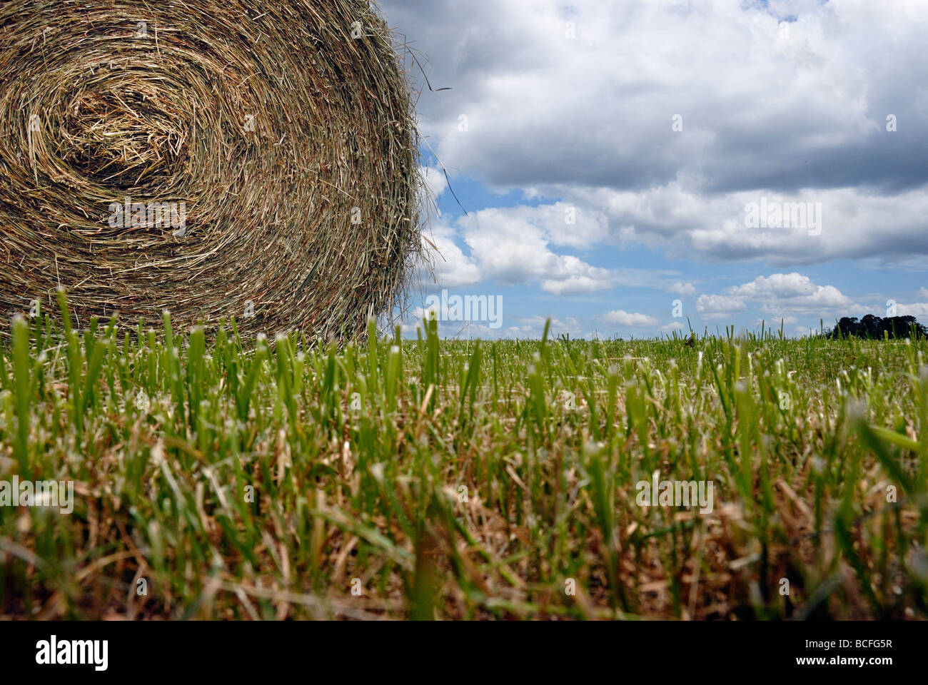 Field of silage hi-res stock photography and images - Alamy