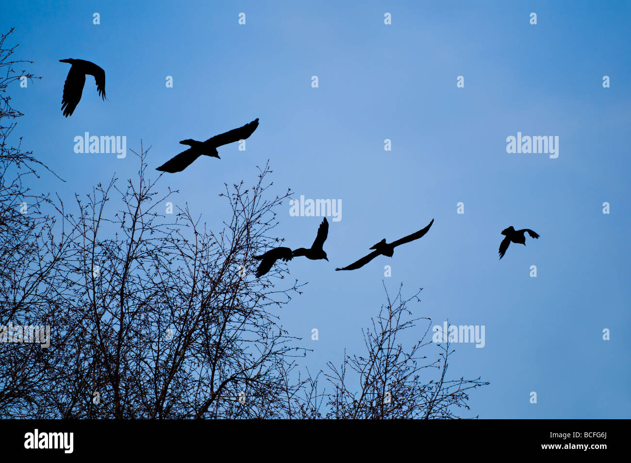 Silhouette of five Rooks flying at dusk near Bristol Stock Photo - Alamy