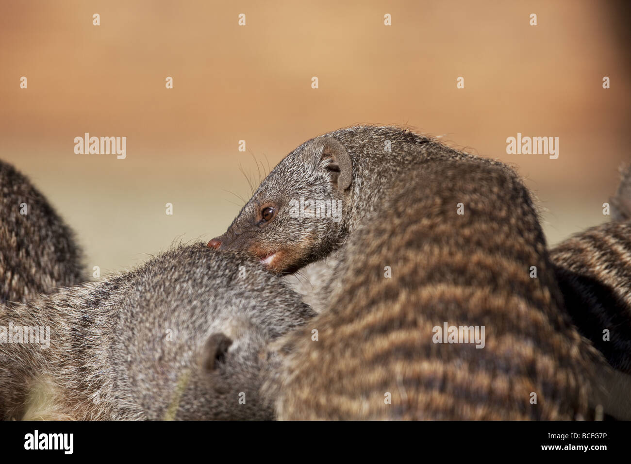 Mongoose and teeth hi-res stock photography and images - Alamy