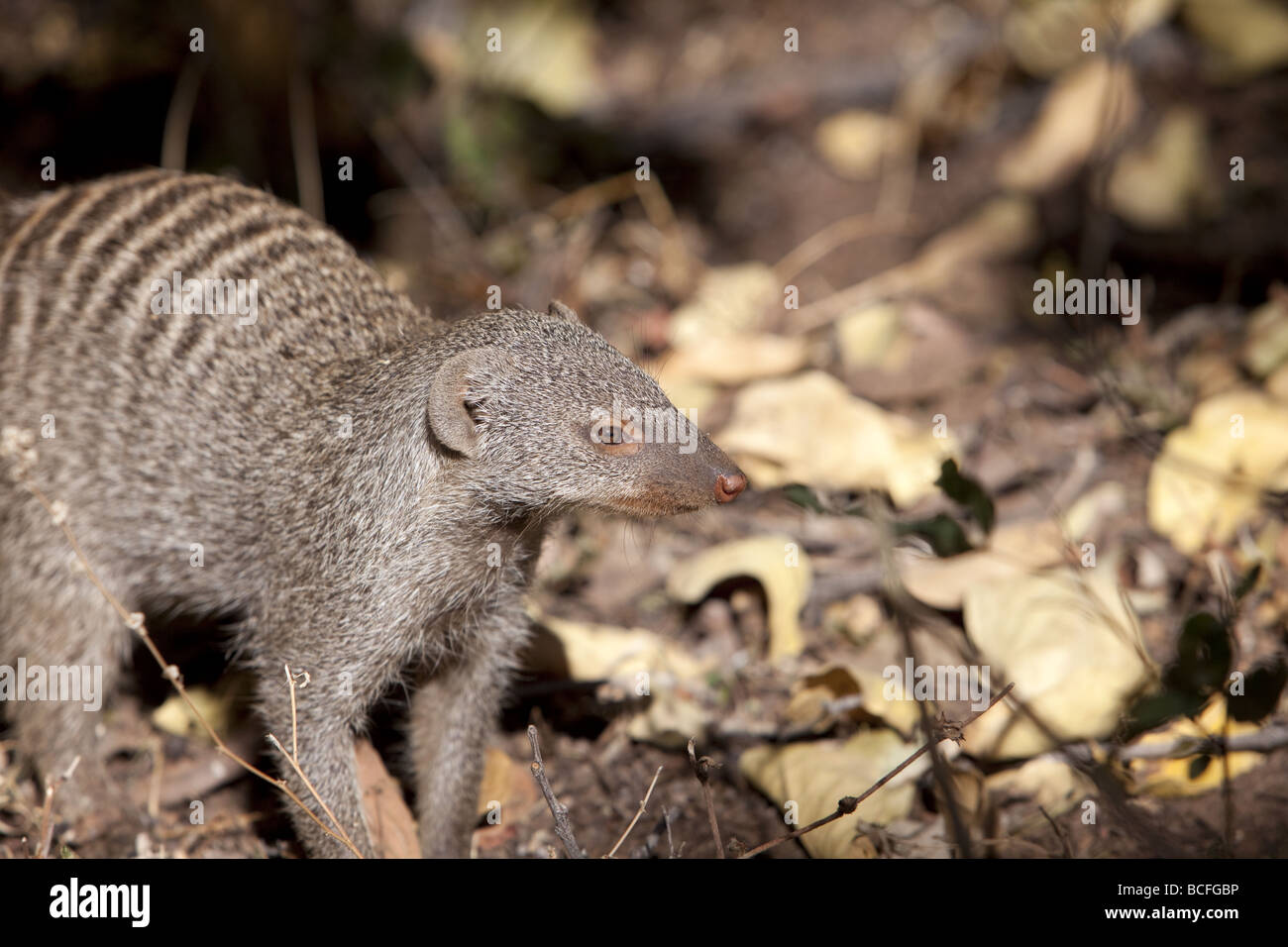 Banded mongoose foraging hi-res stock photography and images - Alamy