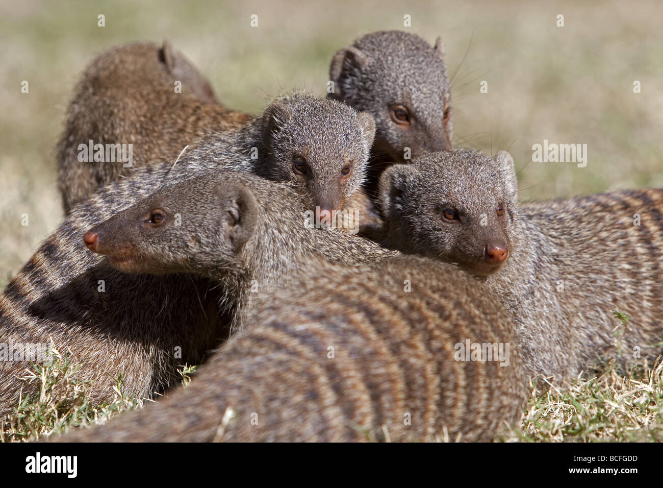 Group of Banded Mongoose Stock Photo - Alamy