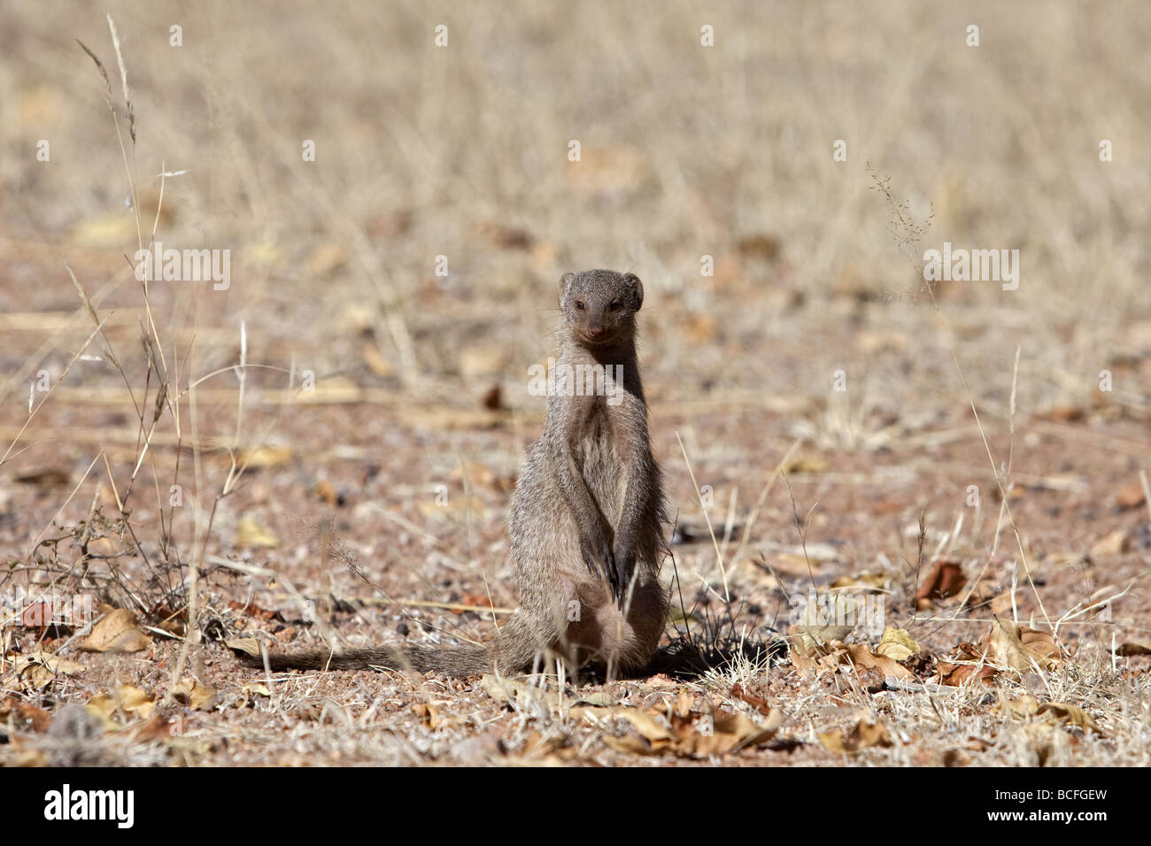 Mongoose standing by grass hi-res stock photography and images - Alamy