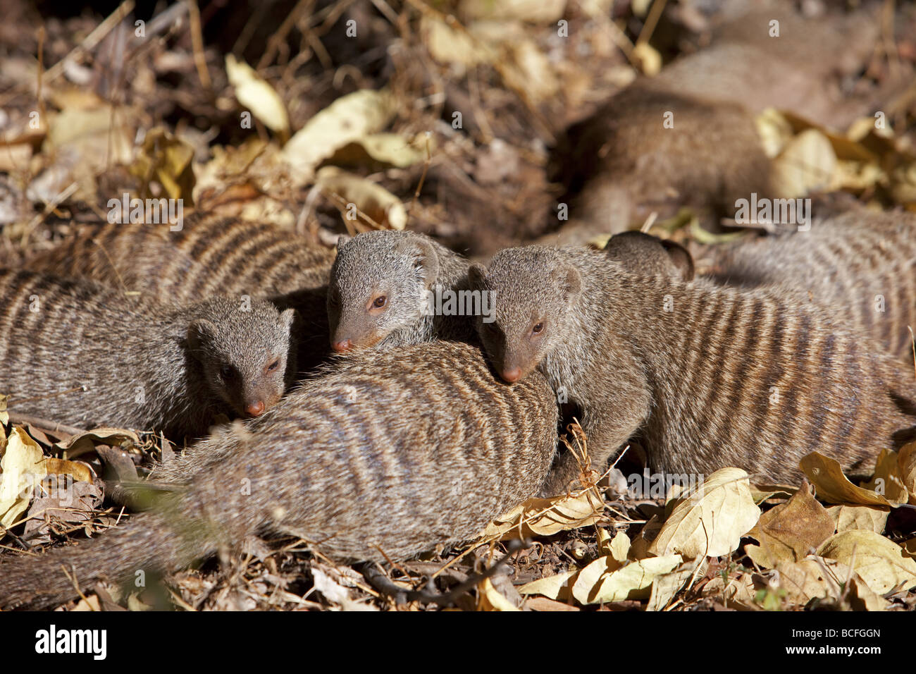 Soil band hi-res stock photography and images - Alamy