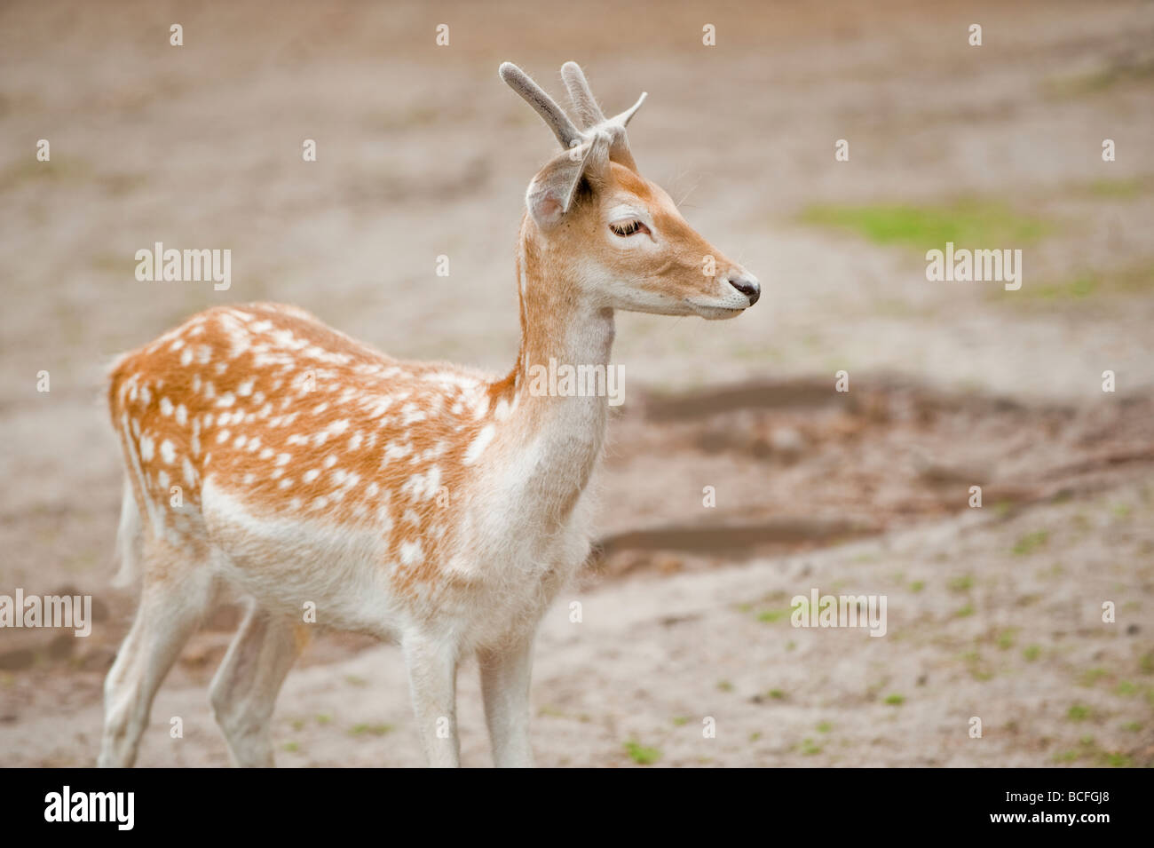 A fallow deer in a natural habitat Stock Photo - Alamy