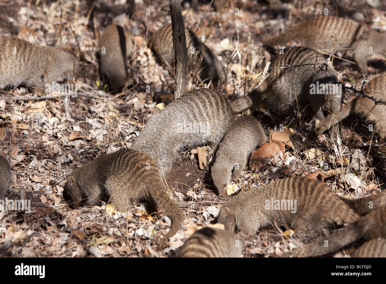 Banded mongoose foraging hi-res stock photography and images - Alamy